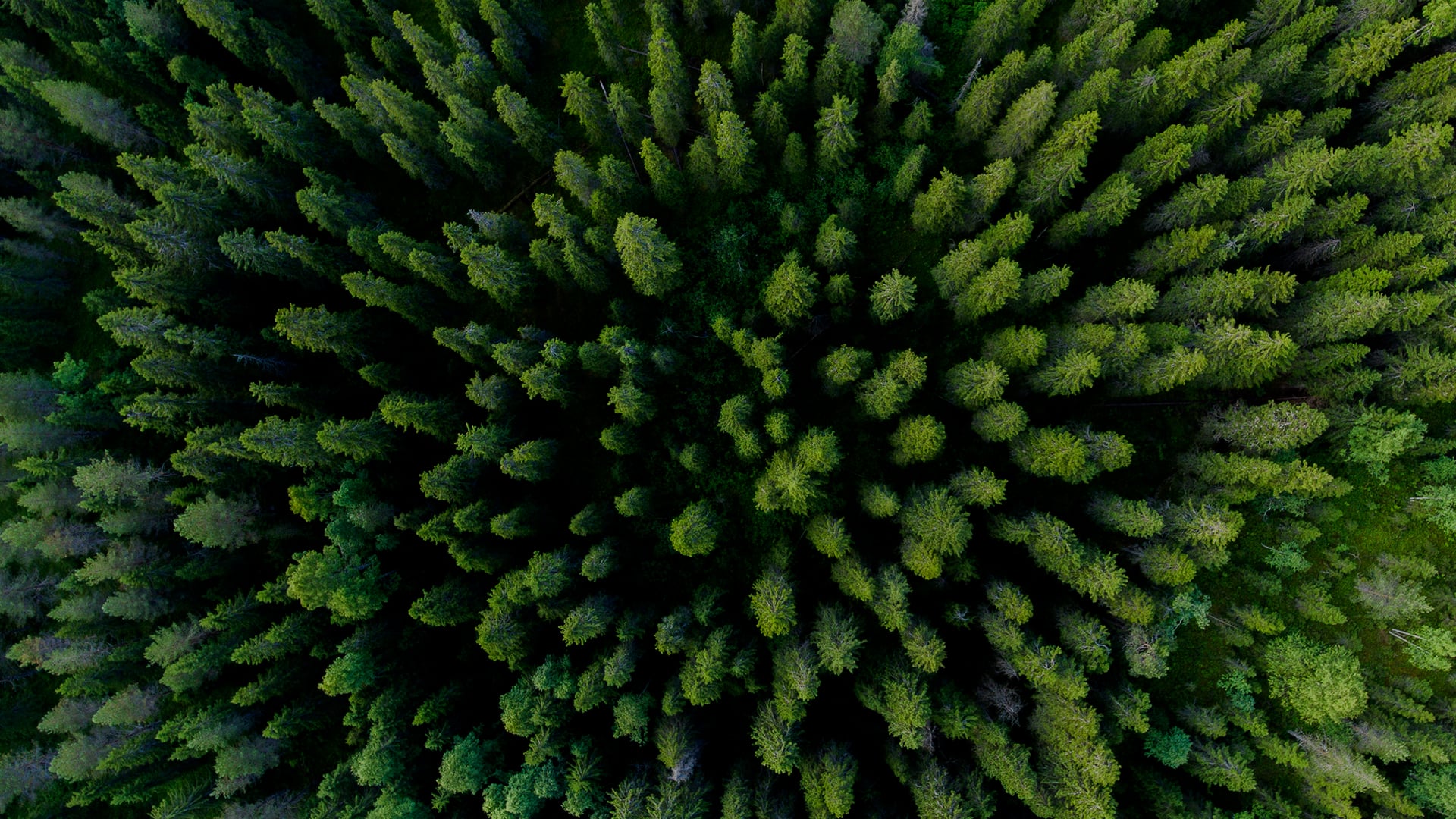 EU Regulation on Deforestation-free Products (EUDR) | UPM Adhesive ...