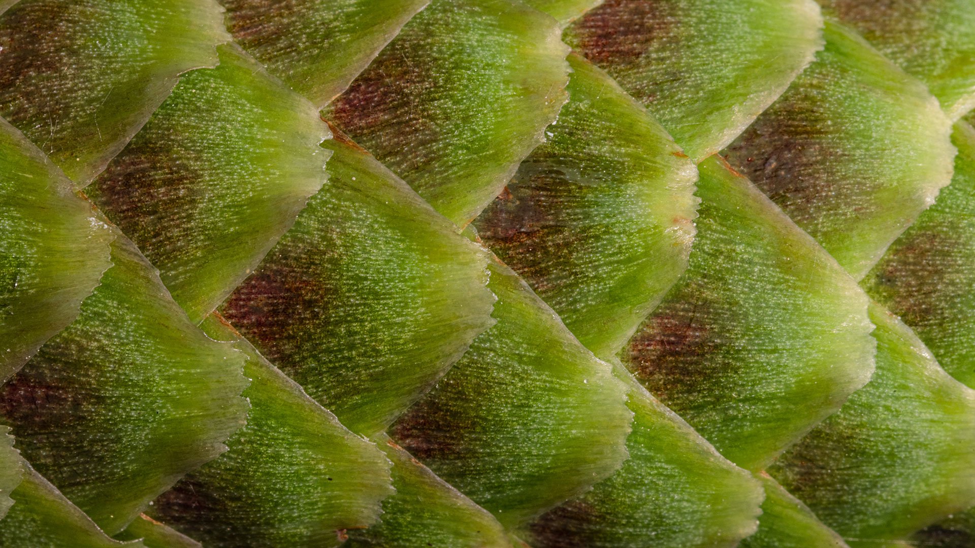 Sustainable packaging | UPM Adhesive Materials